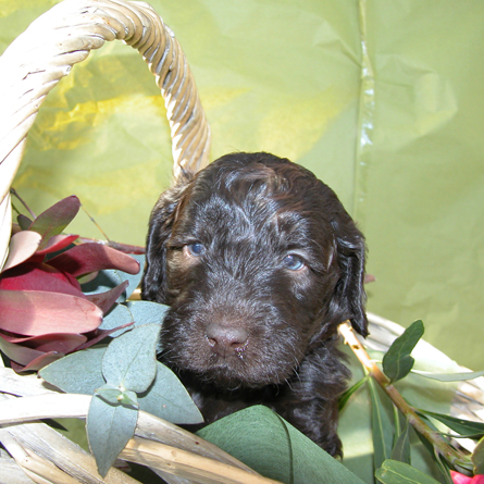 BURRINJUCK LABRADOODLES: Current Litters; Oreo and Magnum's puppies