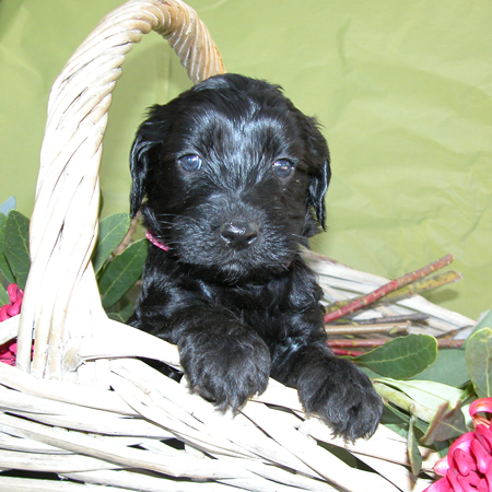 BURRINJUCK LABRADOODLES: Current Litters; Oreo and Magnum's puppies